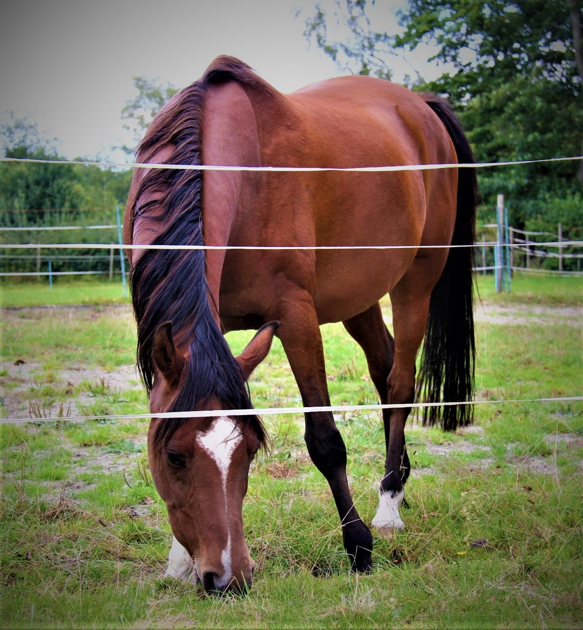 Angst voor paarden maar je wilt wel graag paardencoaching? Dat kan!